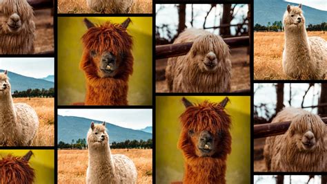 161 Gsap Js Examples Freefrontend