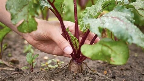 На якій відстані садити розсаду буряка поради та правила Читайте на Ukr Net