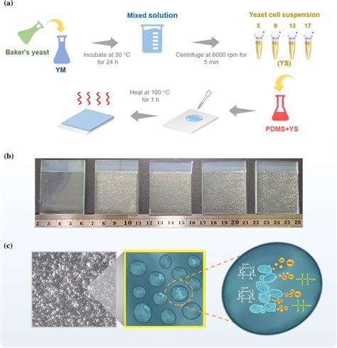 A Schematic Illustration Of The Preparation Process Of Porous Pdms