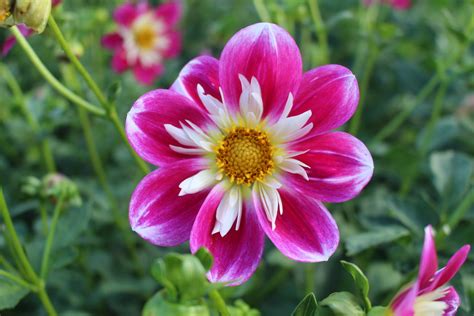 Cd Cutey Pie Country Dahlias
