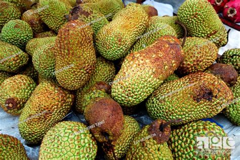 Cempedak Is A Kind Of Jack Fruit Also Known Scientific Name As