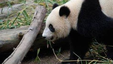 How Do Pandas Mate Sciencing