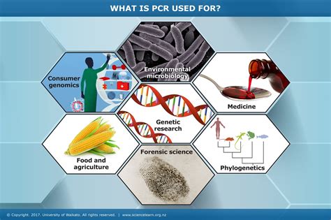 What Is Quantitative Real Time Pcr Used For Design Talk