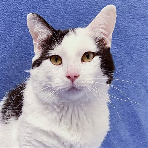 Oreo Is Loving Life Happy Cats Haven