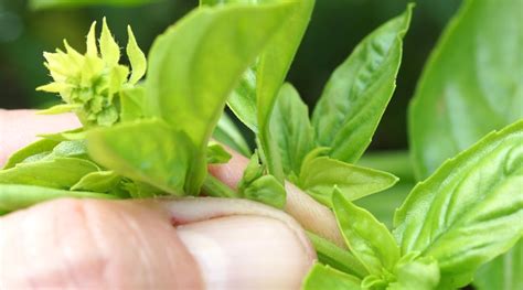 Expert Tips For Growing Amazing Basil In Pots Or Containers