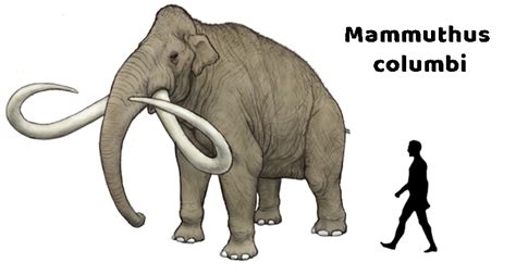 Систематика мамонтов | Пикабу