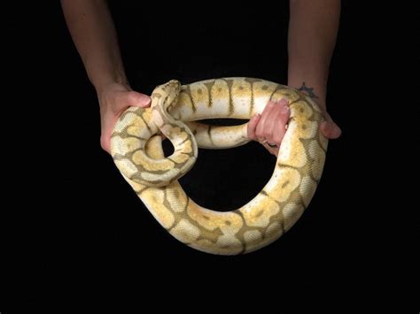 Z Out Of Stock Killer Bee Ball Python Cb Female Python