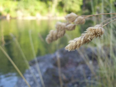 Weat And Grass By Ar33hiline On Deviantart