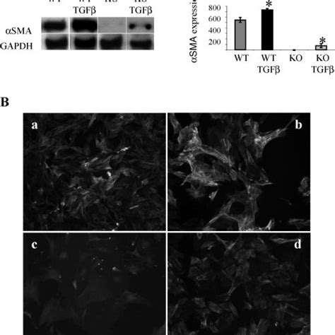 Induction Of α Smooth Muscle Actin Expression In Embryonic Fibroblasts