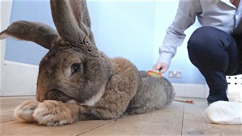 Гигантские кролики становятся популярными питомцами Youtube