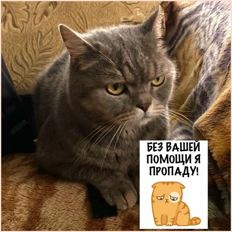 ПОМОГИТЕ НАЙТИ КОТА Заводской район Потеряшки Новокузнецк