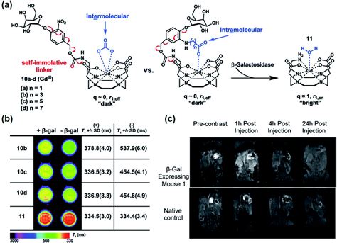 Enzyme Activatable Fluorescent Probes For β Galactosidase From Design To Biological