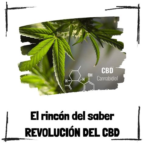 La Revolución Del Cbd Y Cómo Está Transformando El Bienestar