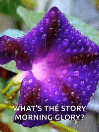 Morning Glory  Morning Glory Flower Discover And Share S
