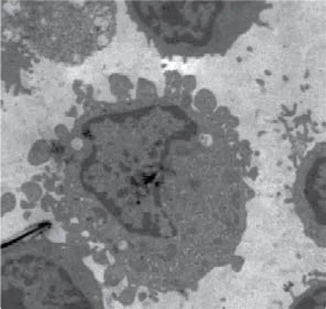 Explore The Lvem5 Benchtop Electron Microscope