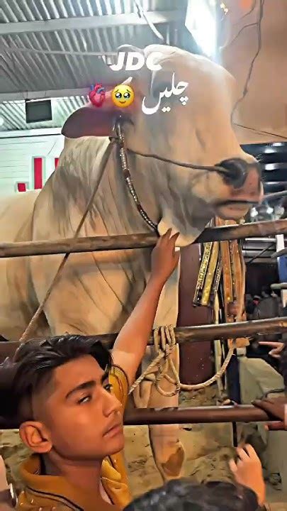 Jdc🫀🫠 ️viralvideo Unfrezzmyaccount Nothingimposibleinthisworld Shortvideo Love Jdc Youtube