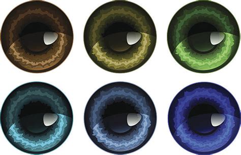 60 Pupillary Margin Ilustrasi Grafik Vektor And Clip Art Bebas Royalti