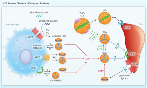 Hdl Function And Atherosclerosis Reactive Dicarbonyls As Promising