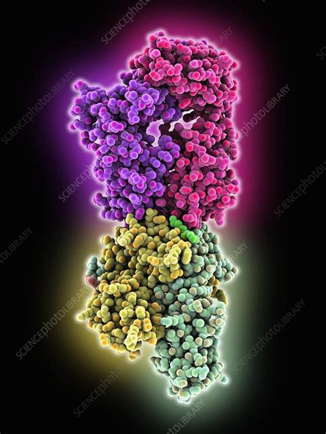 T Cell Receptor Antigen Complex Stock Image C0251594 Science Photo Library