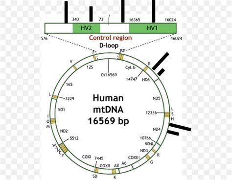 D Loop Line Point Mitochondrial Dna Angle Png 533x637px Dloop Area D Loop Line Point Mitochondrial Dna Angle Png 533x637px Dloop Area