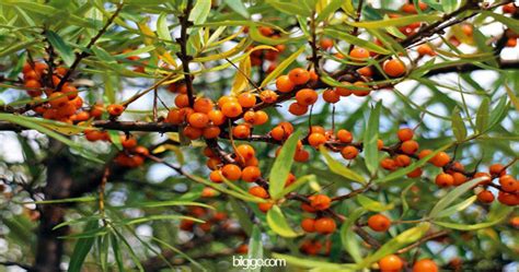 İğde Ağacı Nedir Faydaları Ve Zararları Nelerdir ~ Bilgigo