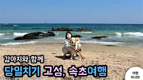 반려견 동반 여행 Vlog 강아지와 함께 당일치기 고성속초 여행💙 Youtube