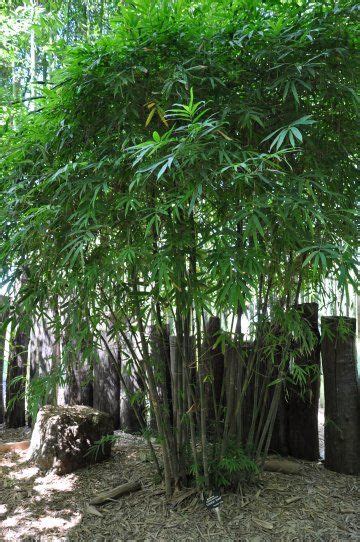 Dwarf Bamboo Plants Talavera Garden Decor