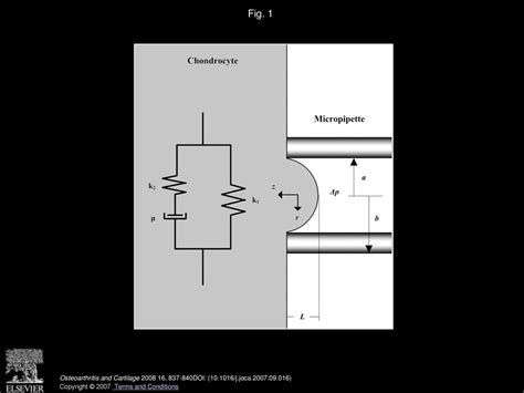 Characterization Of Viscoelastic Properties Of Normal And Osteoarthritic Chondrocytes In