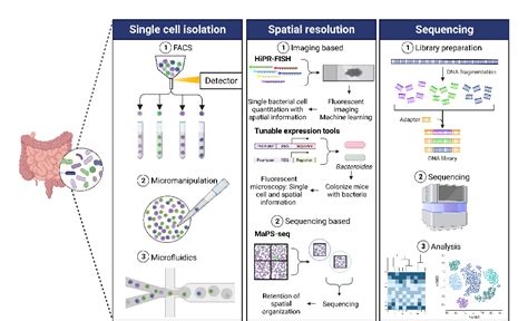 Figure 1 From Single Cell Analysis And Spatial Resolution Of The Gut Microbiome Semantic Scholar
