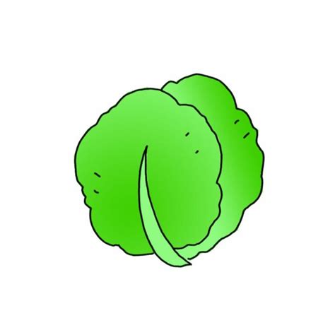 How To Draw A Cabbage Step By Step Easy Drawing Guides Drawing Howtos