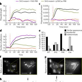 Model For The Role Of Different Src Effector Interactions Srcp130Cas Download Scientific