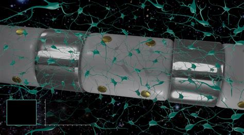 Combined Single Neuron Unit Activity And Local Field Potential