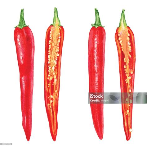 흰색 배경 벡터 일러스트 레이 션 재료 요리에 고립 된 반 씨앗에 수채화 신선한 빨간 고추 잘라 조미료 손으로 그린 디자인 메뉴 제품 및 유기 자연에 대 한 매운 수채화에