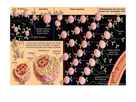 Clonal Selection Easy Words To Understan Ppt