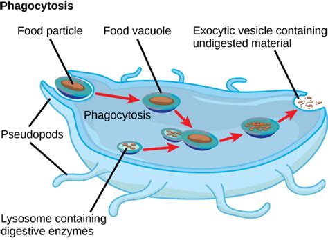 Protista Cell Kingdom Protista Protist Protoctista Reino Pro