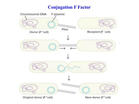 7 Bacterial Recombination Part 3pptx