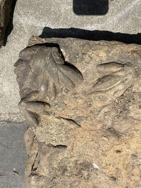 need help identifying r fossils