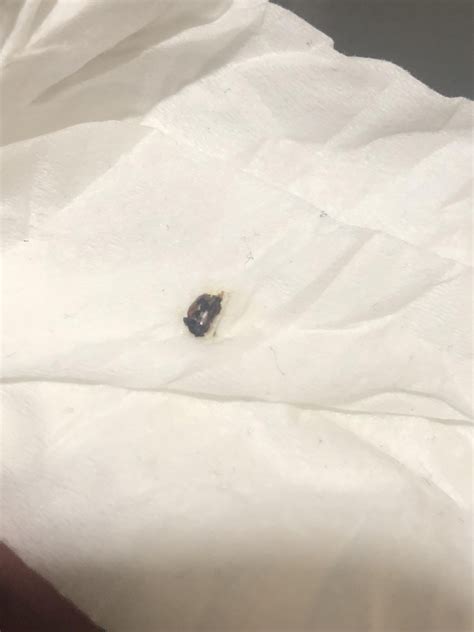 Saw A Small Beetle Looking Bug Walking On My Bed Squished It In Panic Bug Related Phobia But