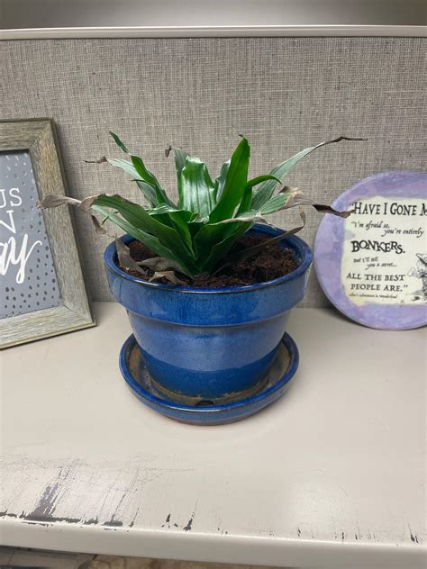 help me save him r houseplants