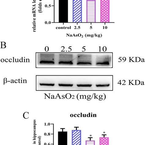 Effect Of Acute Arsenic Exposure On The Expression Of Inflammatory