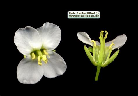 Diplotaxis Erucoides White Wall Rocket The