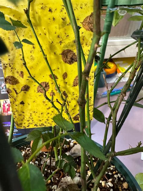 뿌리파리 최고의 천적 끈끈이 트랩 썰 풀기