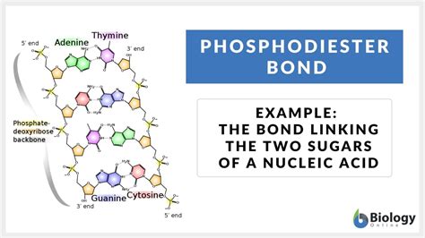 Phosphite Ester Wikipedia