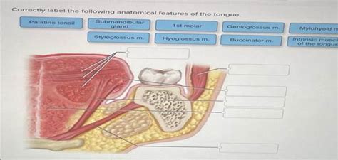 Solved Correctly Label The Following Anatomical Features Of The Tongue 1 Answer
