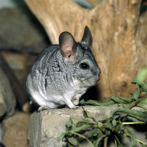 Chinchillas In The Wild