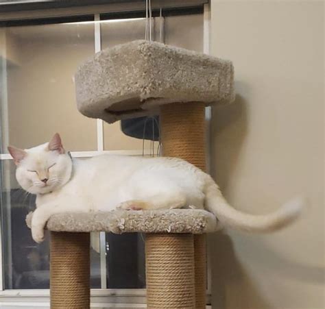 Cat Missing Keep Eyes Peeled For A Tuxedo Tripod Named Swinger R Denver