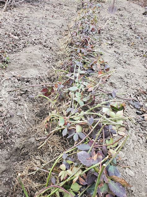 ფერმა ნერგები ფერმერთა ასოციაცია იყიდება უეკლო მაყვლის ნატჩეზის ნერგები Facebook