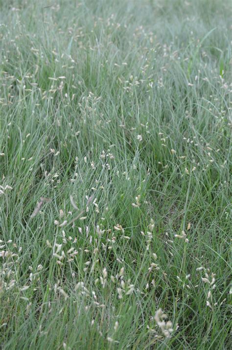 Buffalograss