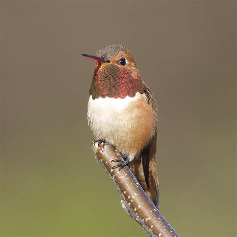 All 13 Amazing Hummingbirds In California With Pictures