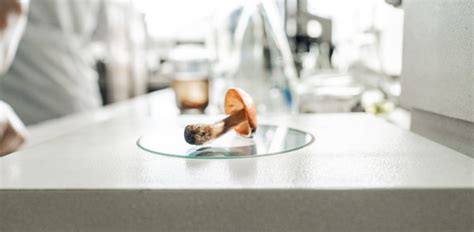 New State Model For Psilocybin Therapy Conexiant